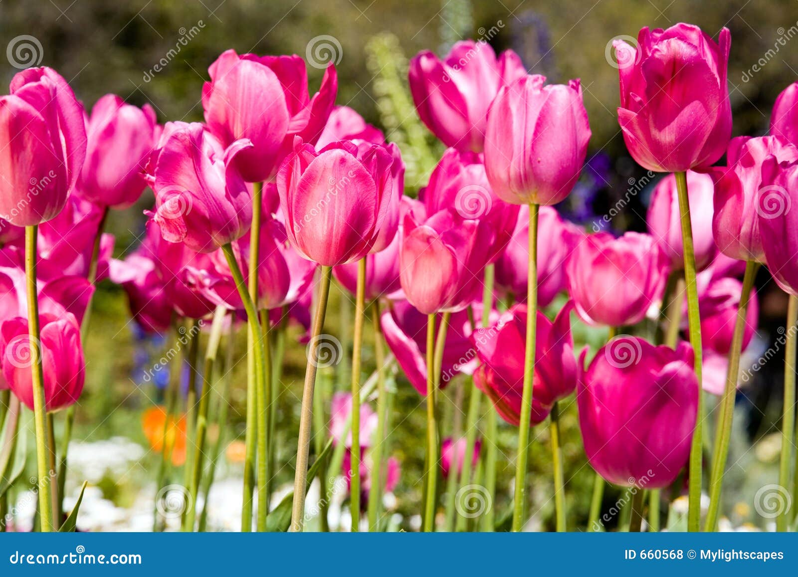 Color tulips stock photo. Image of bunch, garden, bridal - 660568