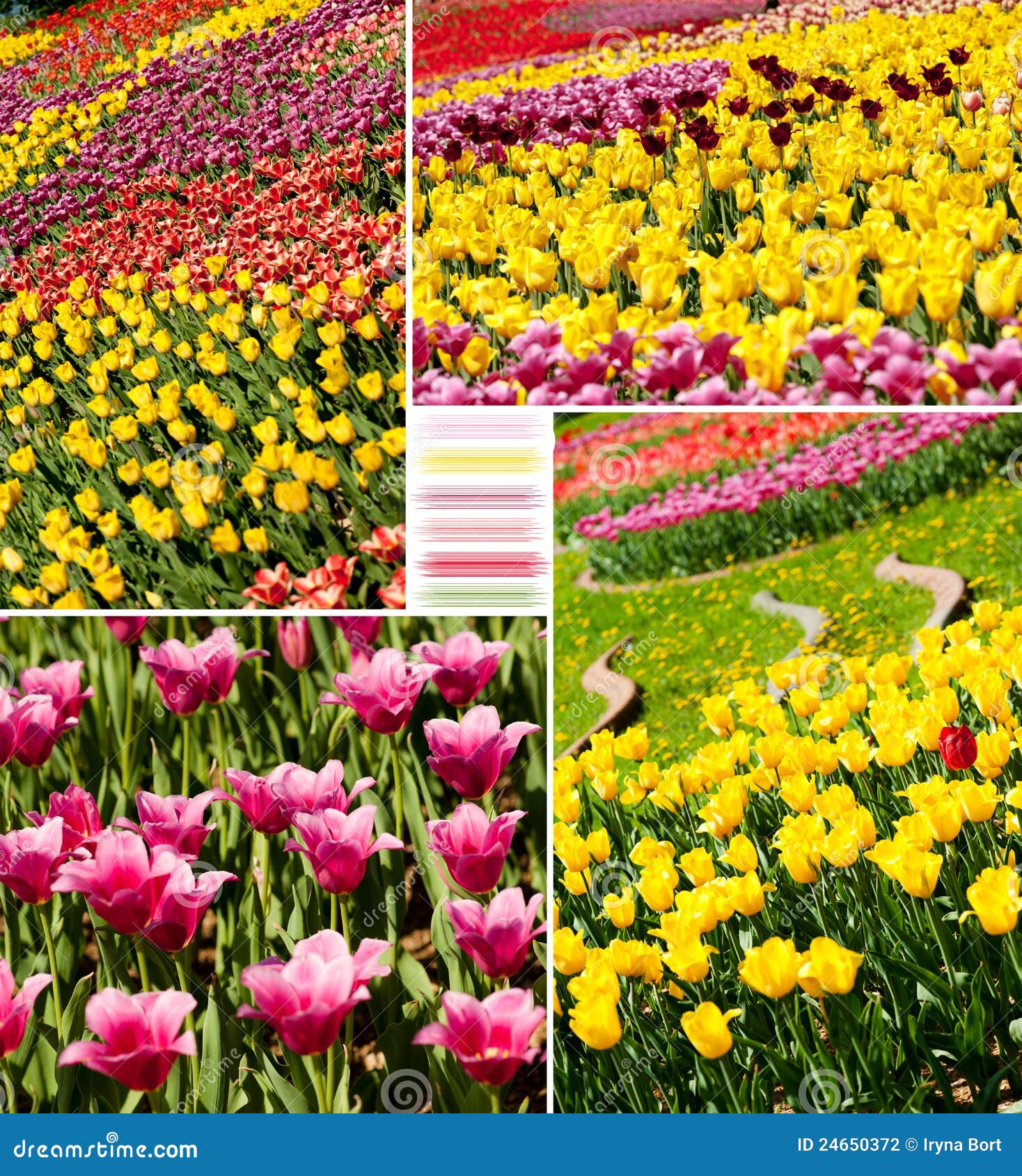 Color tulips in the garden stock photo. Image of pink - 24650372