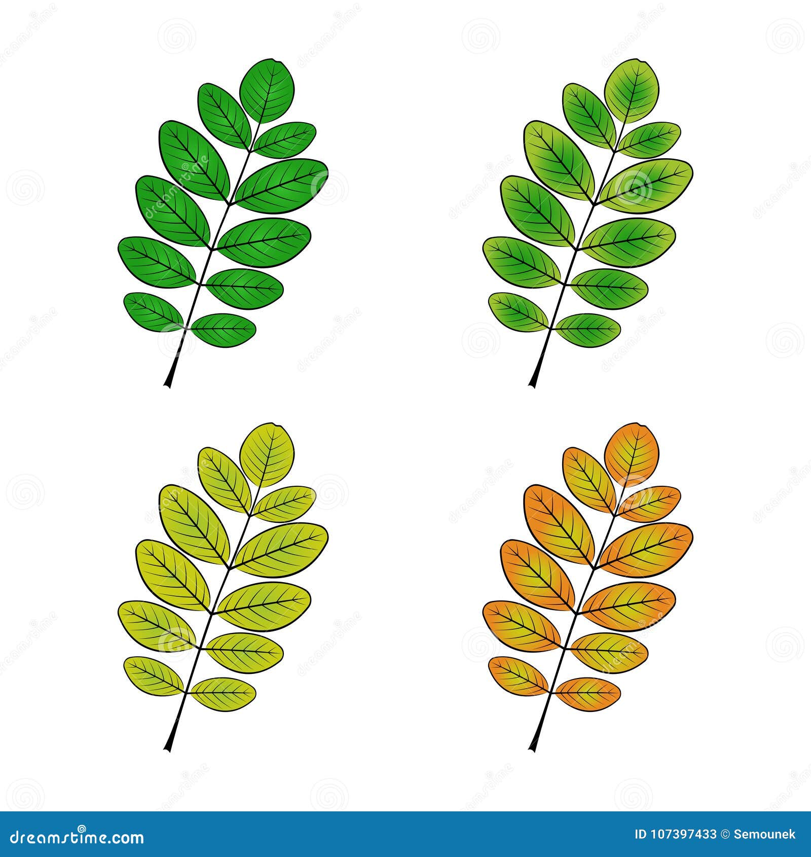 Sprig Of Acacia Clipart Flower