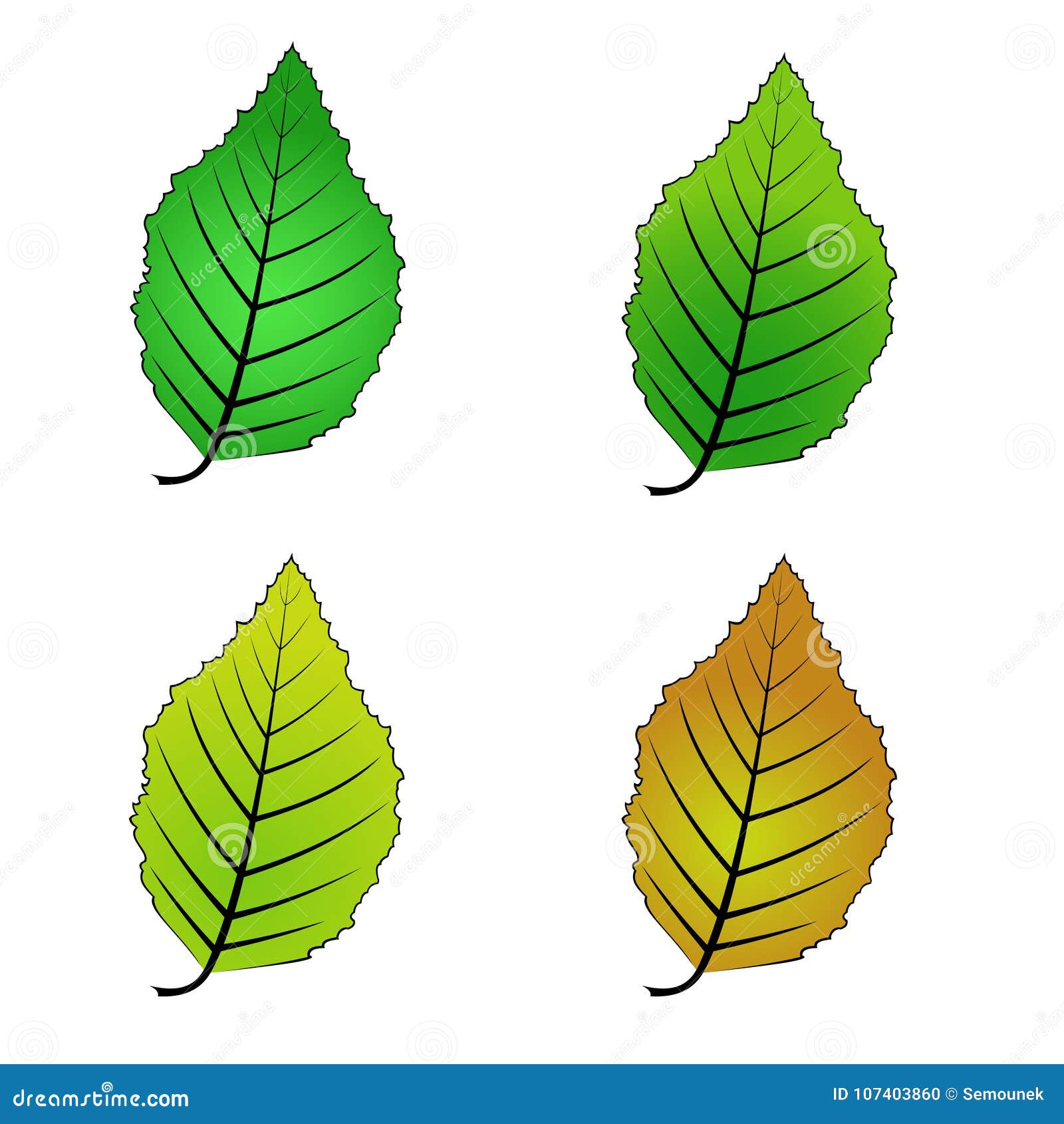 Realistic Alder Tree Leaves In Changing Fall Colors. Vector ...