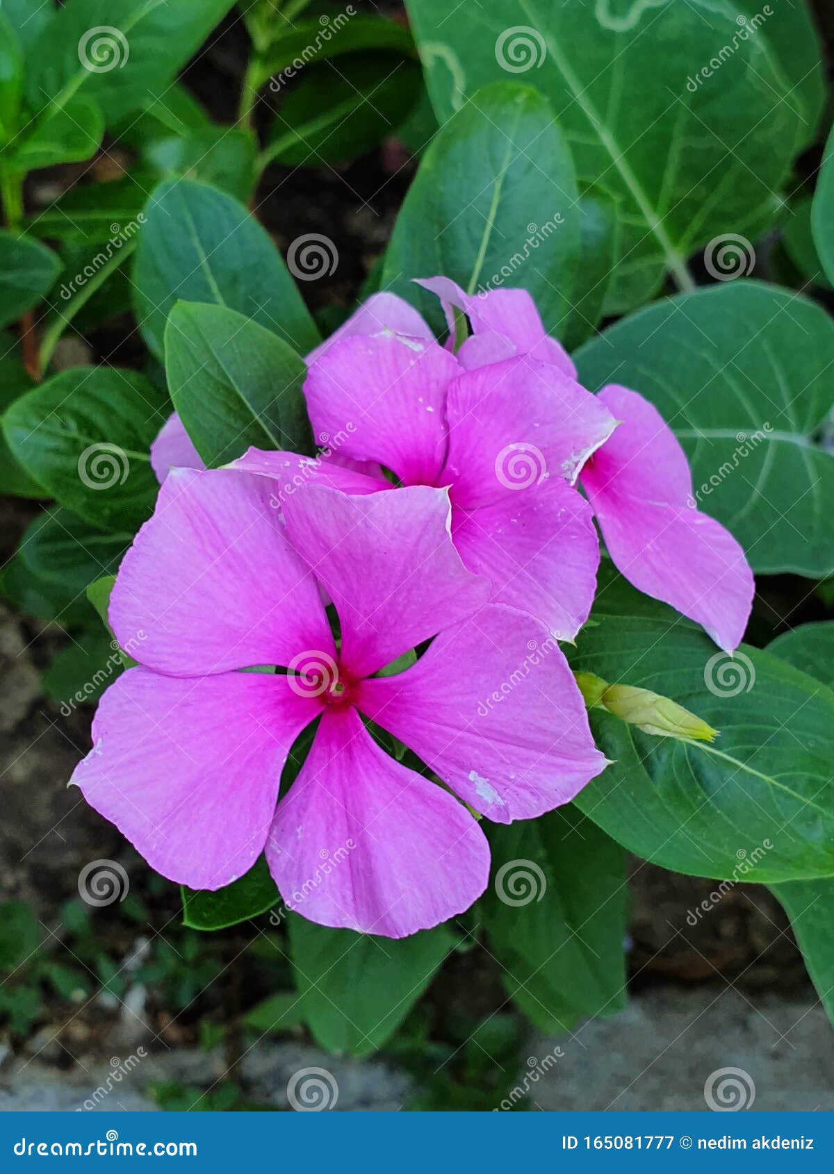 Color Verde De La Flor De Closelook Imagen de archivo - Imagen de flor ...