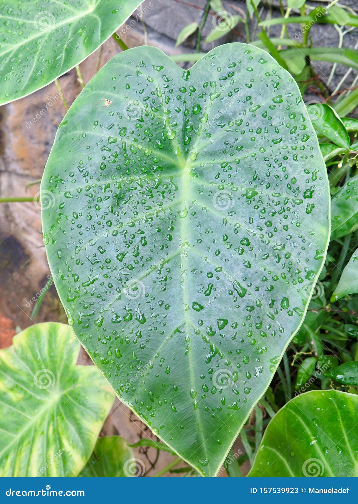 Color verde planta de flor imagen de archivo. Imagen de color - 157539923