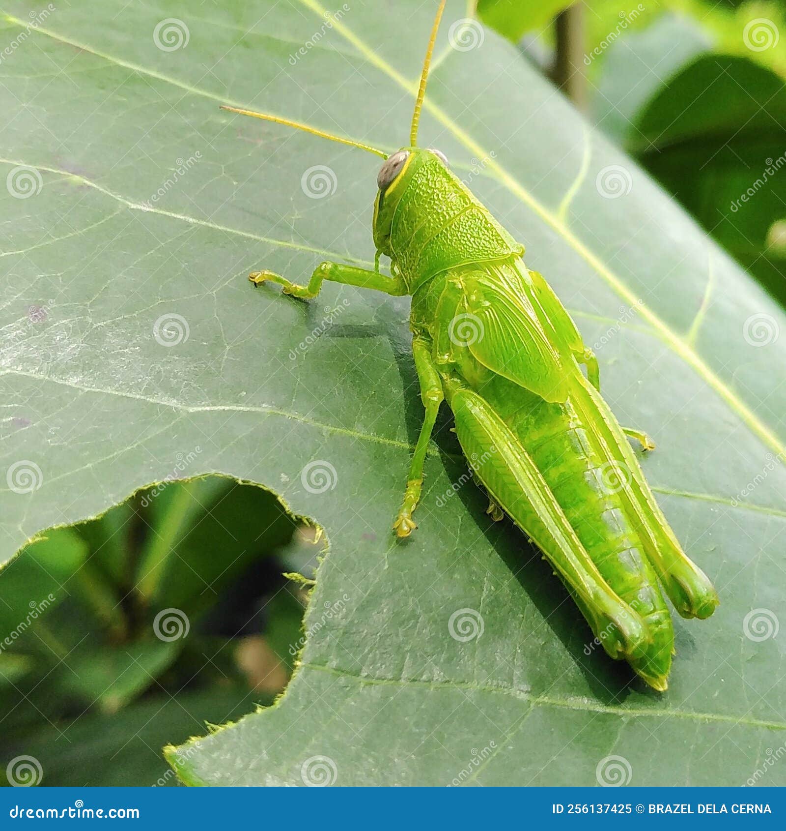 Color Verde Saltamontes Comer Como Oruga. Imagen de archivo - Imagen de ...