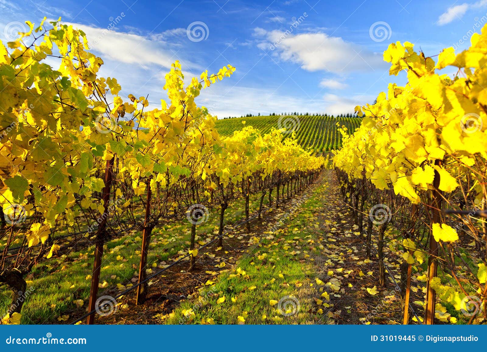 Color in the vineyard stock image. Image of vineyard - 31019445