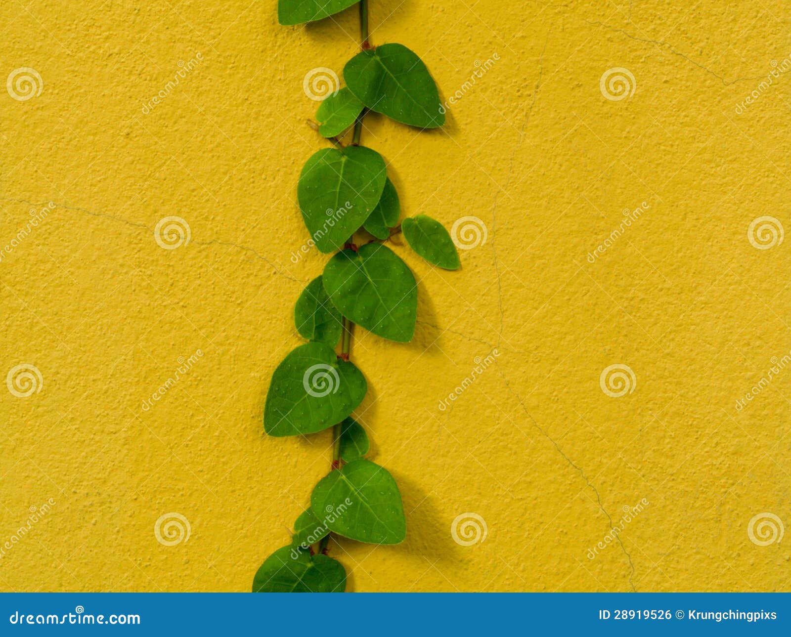 Color Wall with Green Creeper Stock Photo - Image of classic, floral ...