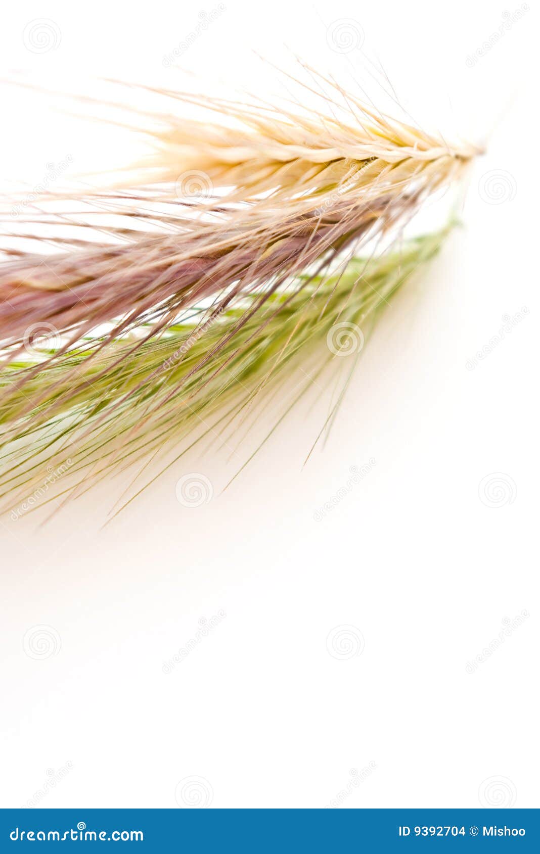 Color wheat spikes stock photo. Image of wheat, growth - 9392704