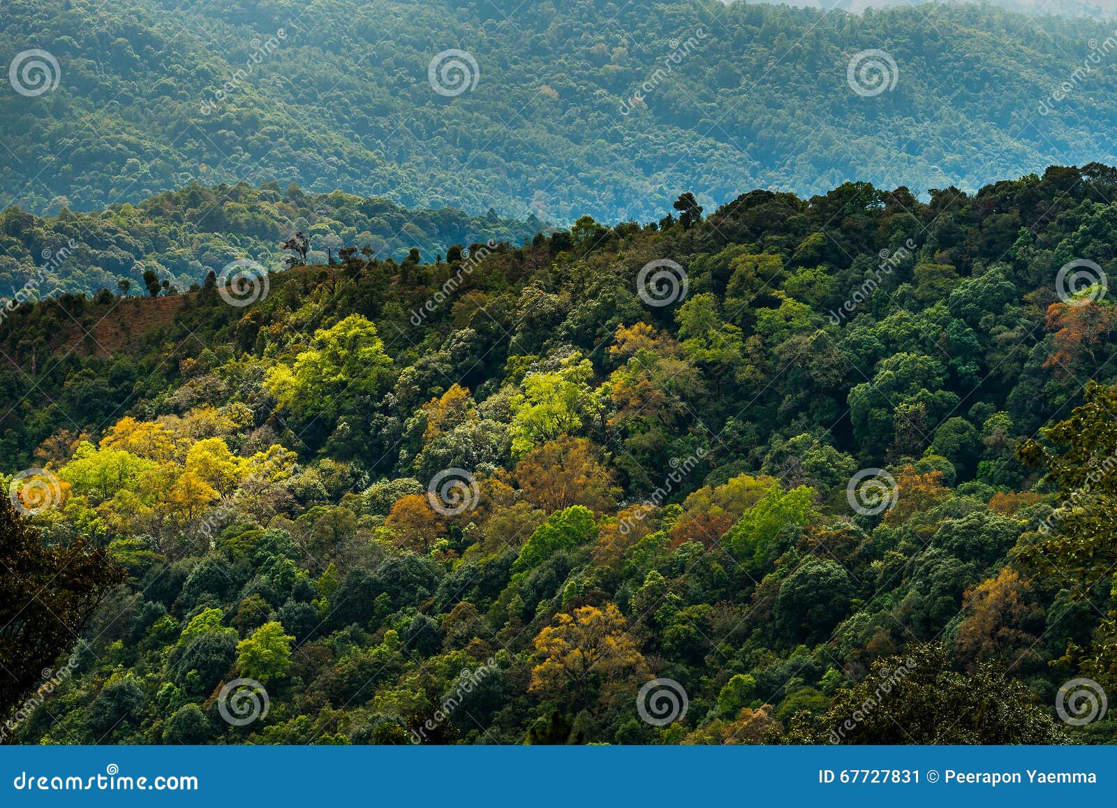 Color of wild stock image. Image of woods, park, forest - 67727831