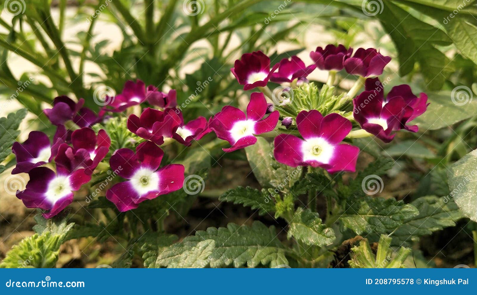 Color of Winter with Green Background Stock Photo - Image of meadow ...