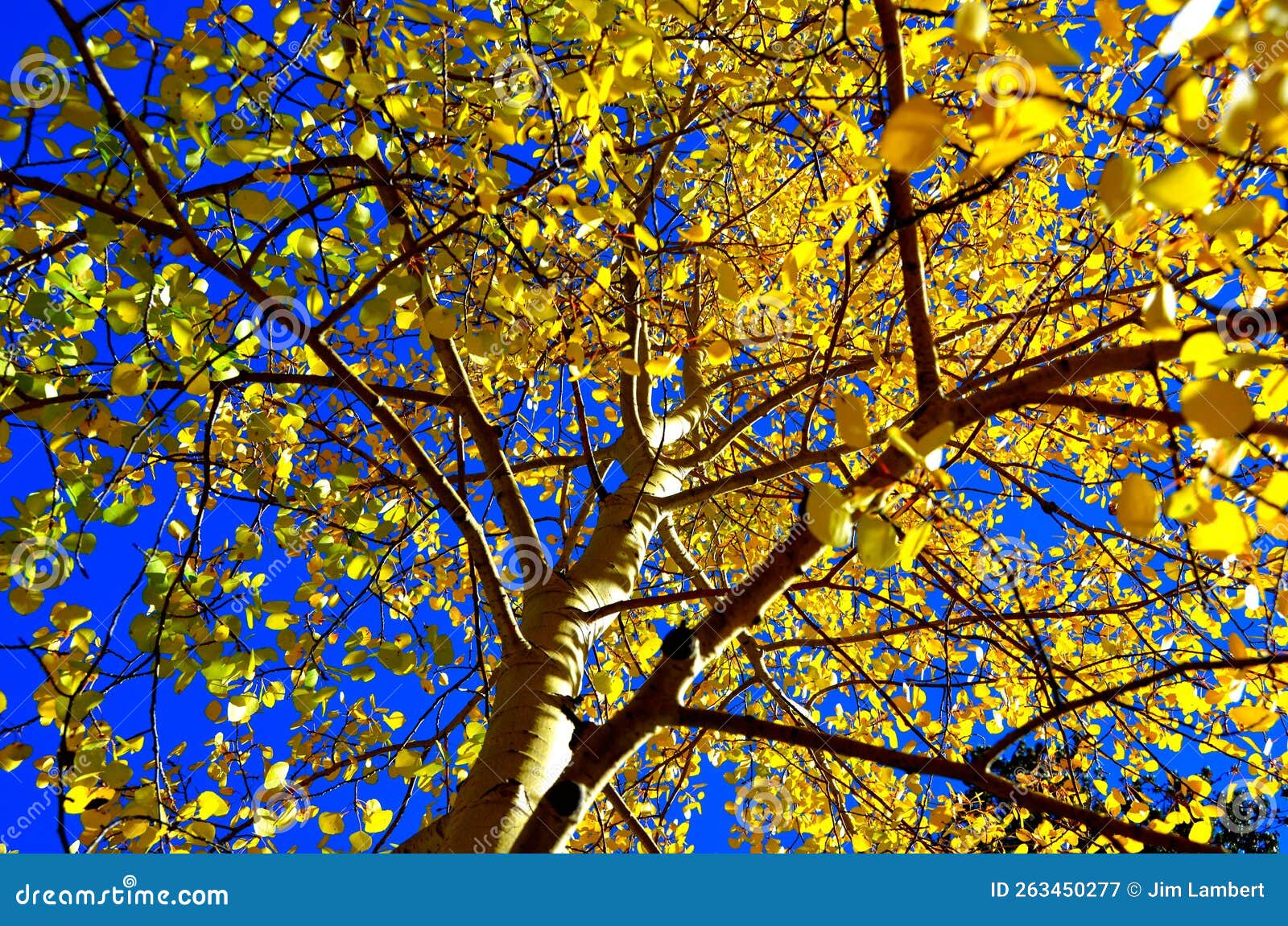 Colorado Apen Tree stock image. Image of yellow, colorado - 263450277