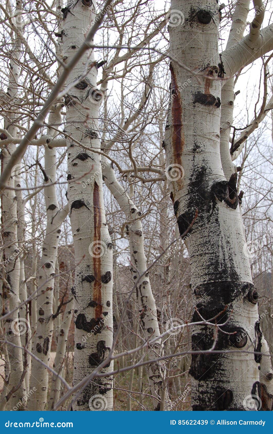 Colorado Ash Trees stock image. Image of trees, colorado - 85622439