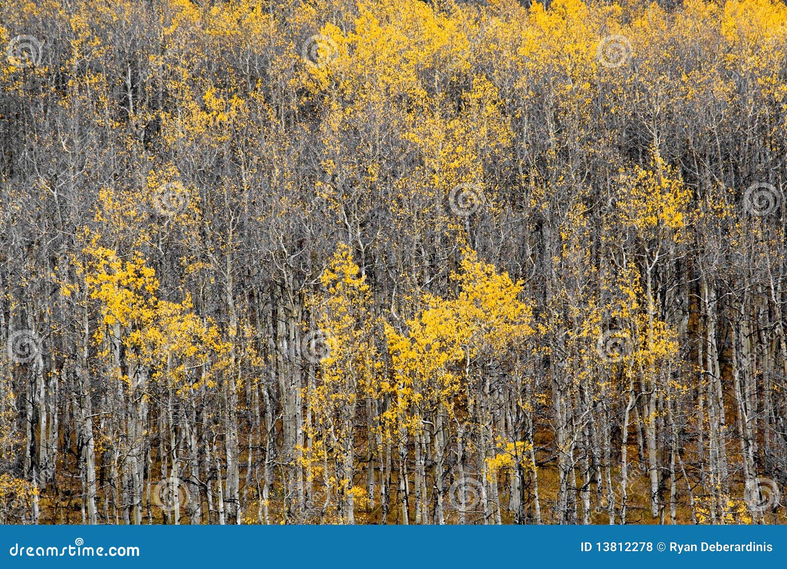 Colorado Aspen Forest in Fall #2 Stock Photo - Image of aspens, leaves ...