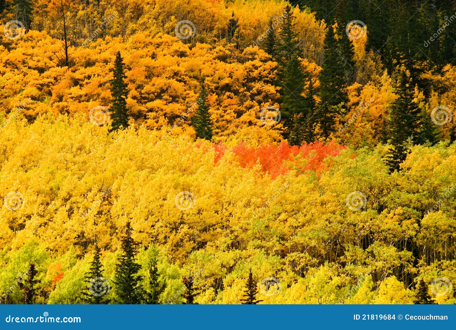 Colorado Aspen Grove in Autumn Stock Photo - Image of guanella ...