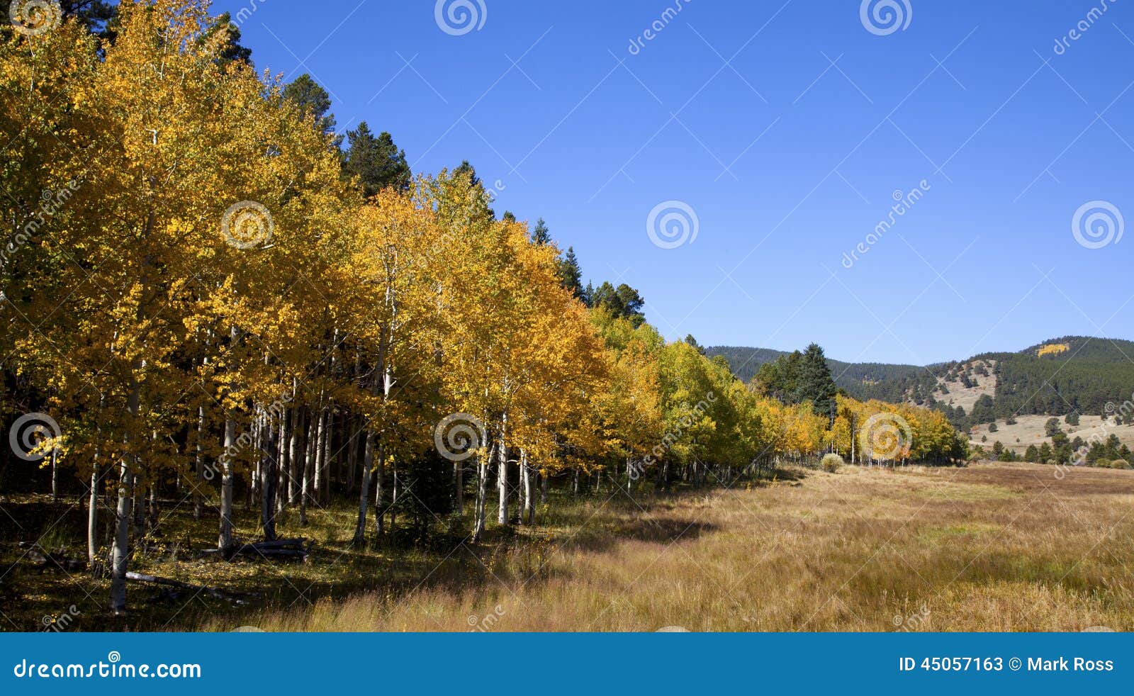 Colorado Aspen Stand and Field Stock Image - Image of foliage, rocky ...
