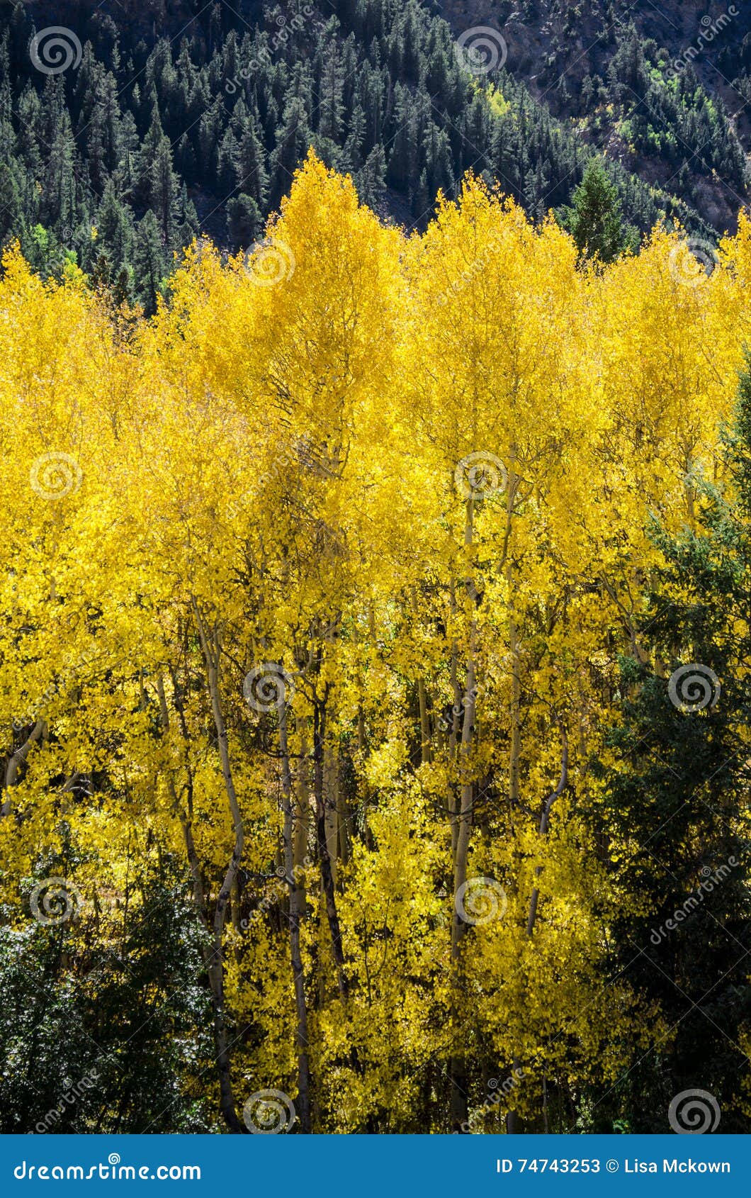 Colorado Aspen Trees stock image. Image of maroon, trees - 74743253
