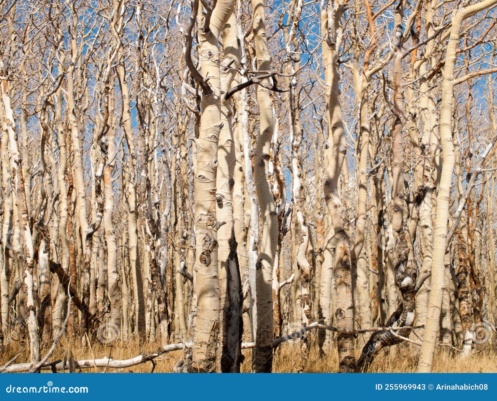 Autumn landscape stock image. Image of aspen, populus - 255969943