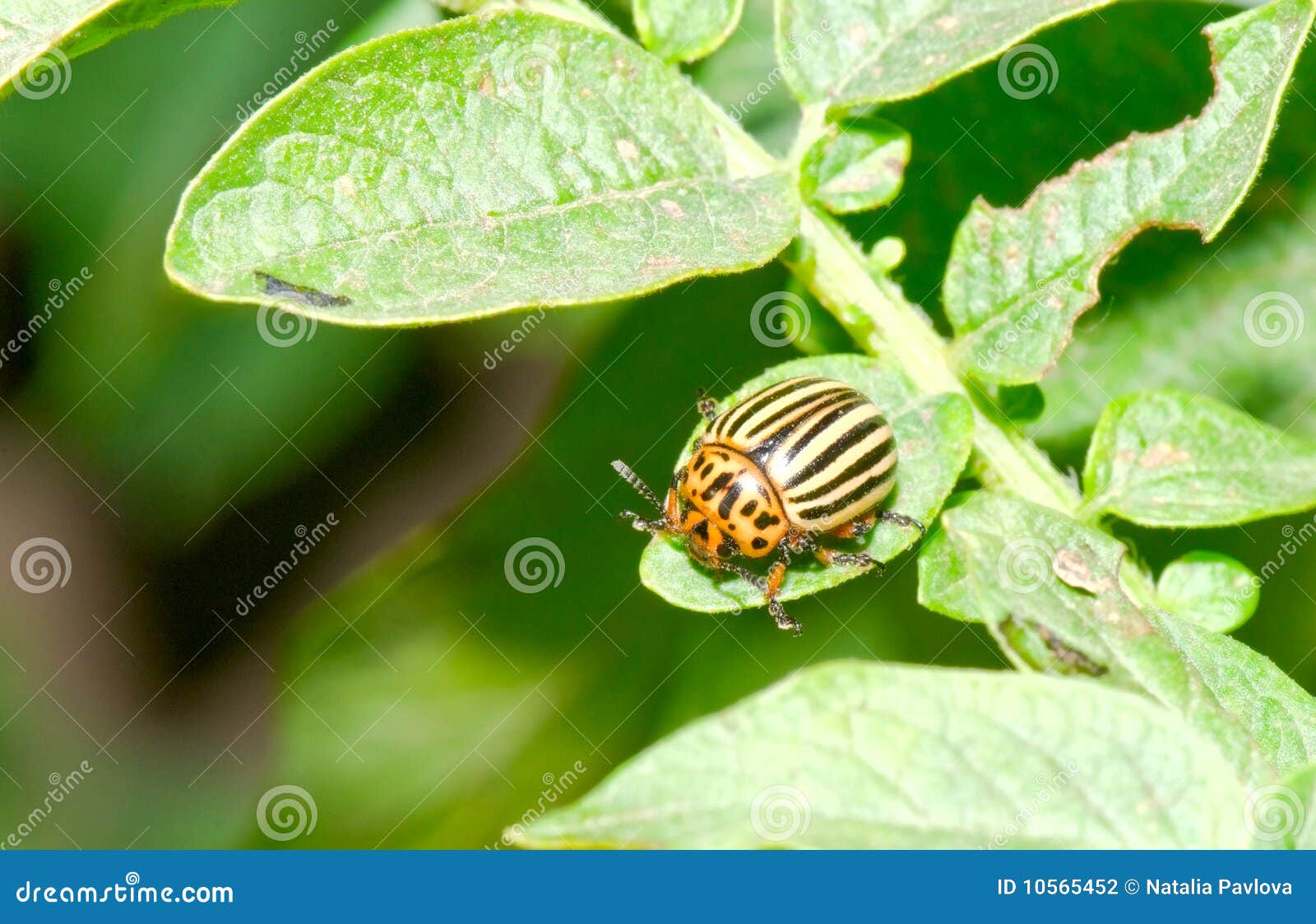 Colorado Beetle stock photo. Image of small, macro, insect - 10565452