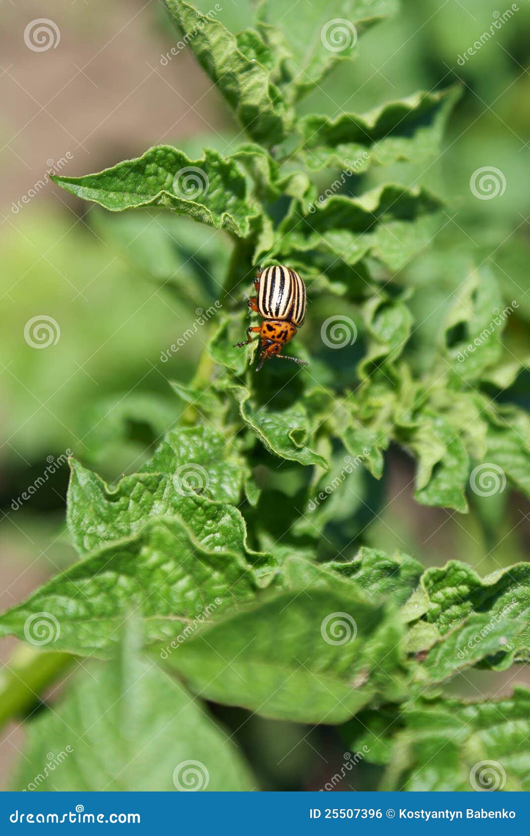 Colorado beetle stock photo. Image of potato, striped - 25507396