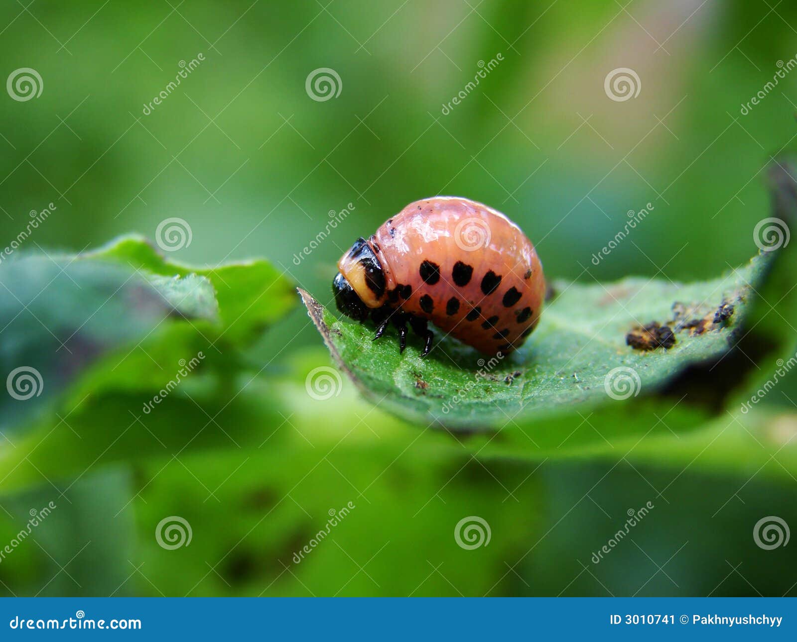 Colorado beetle stock image. Image of beetle, choice, farm - 3010741