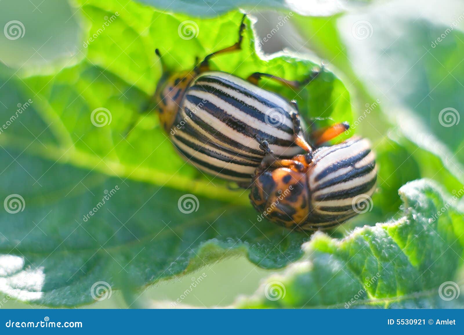 Colorado beetle stock image. Image of striped, colorado - 5530921