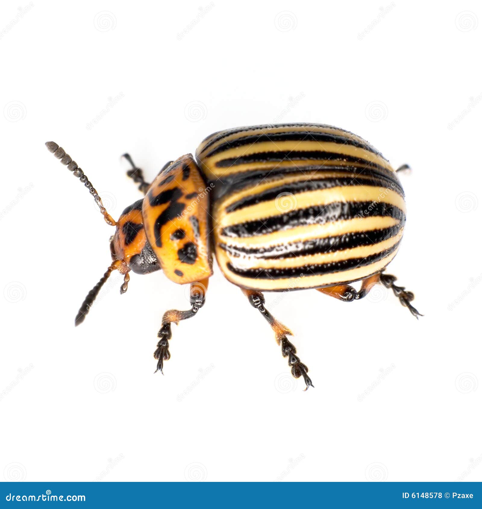 The Colorado beetle stock photo. Image of antenna, orange - 6148578