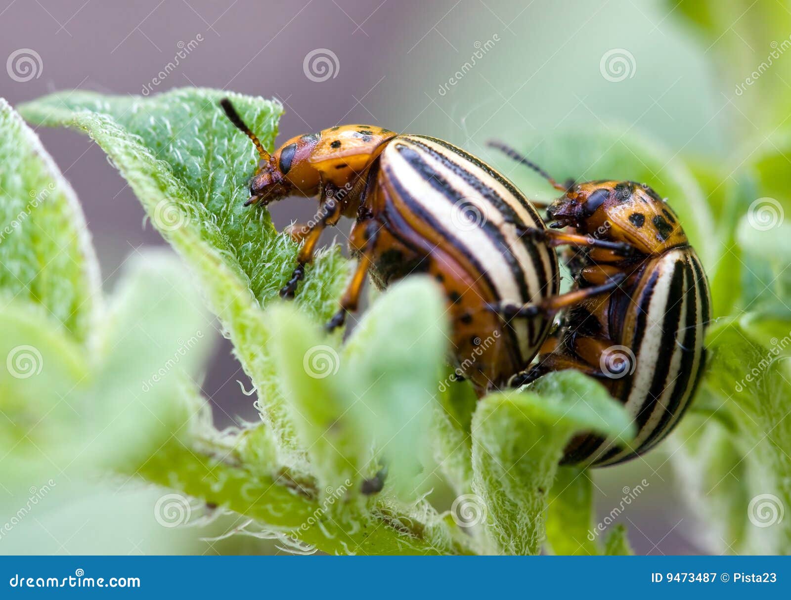 Colorado beetle stock image. Image of indigenous, leaf - 9473487