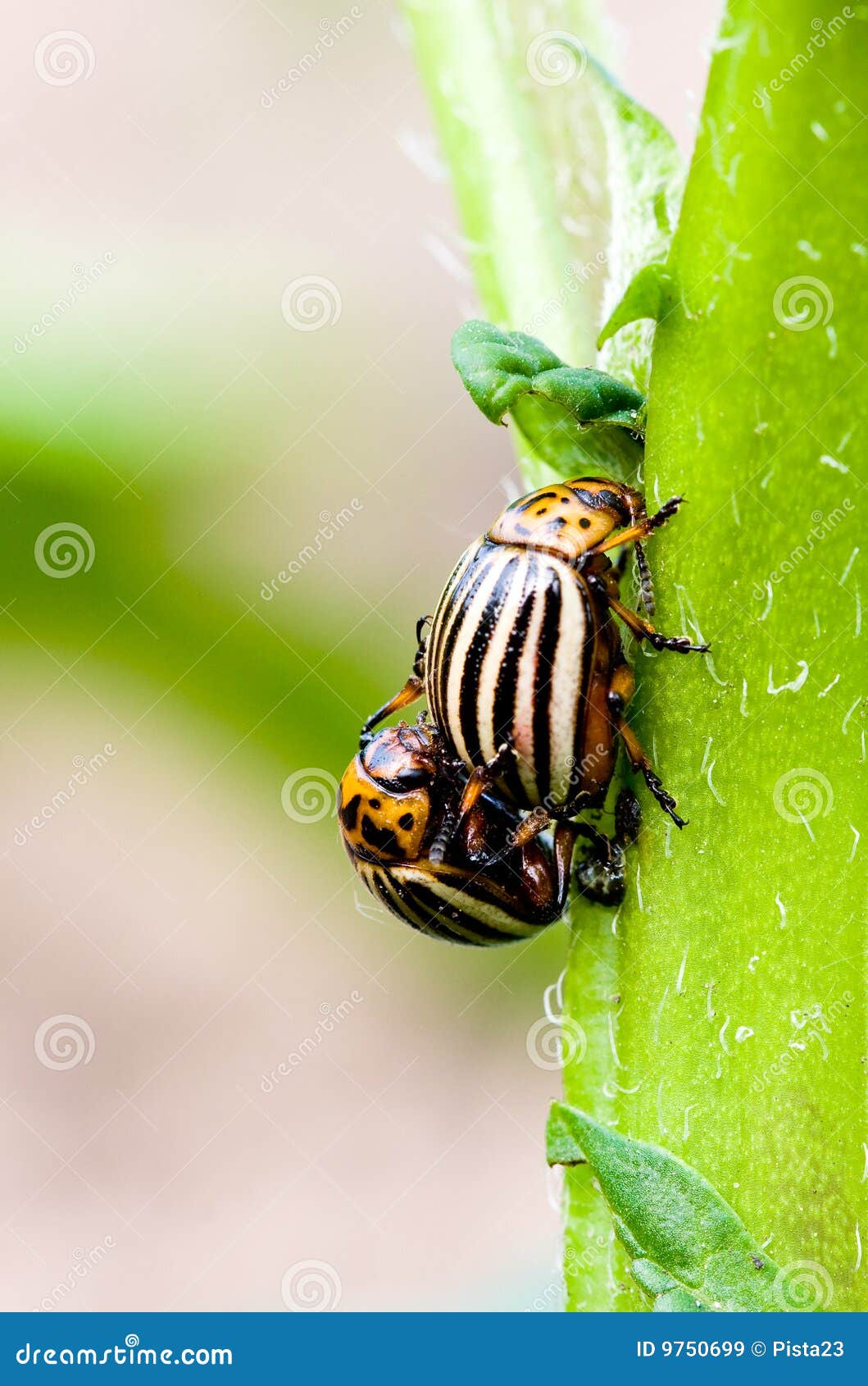 Colorado beetle stock image. Image of eating, greed, green - 9750699