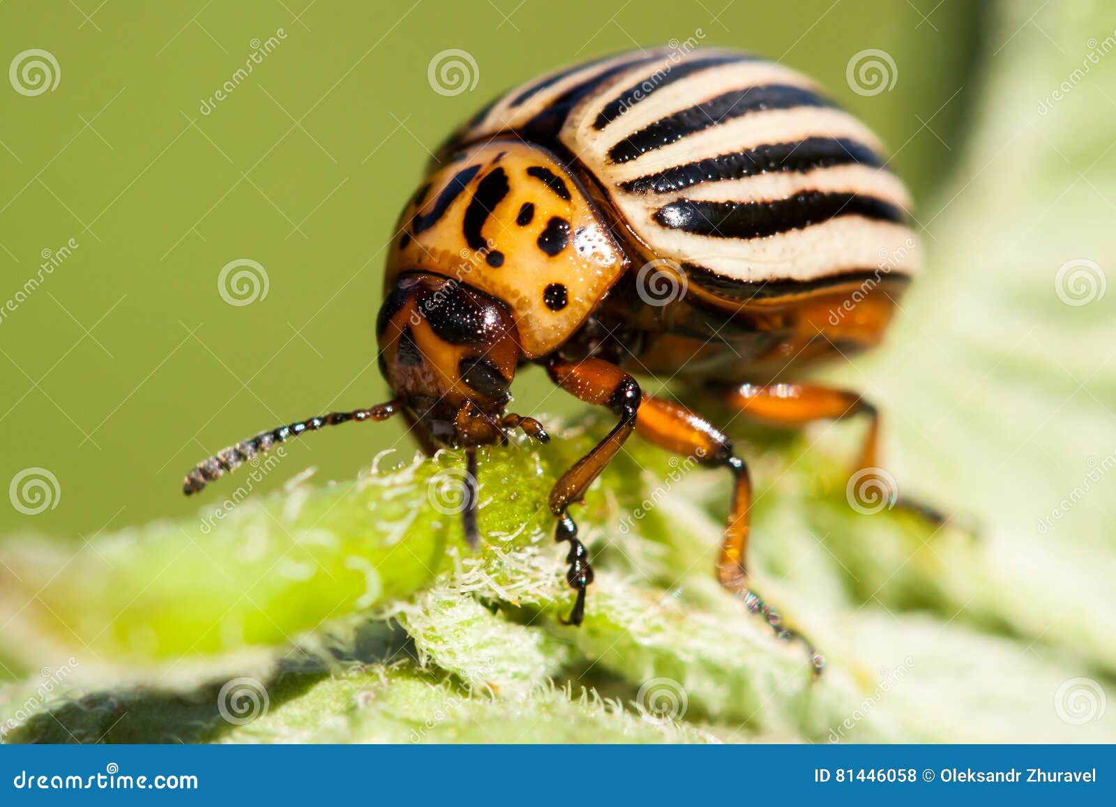 Colorado beetle stock photo. Image of culture, close - 81446058