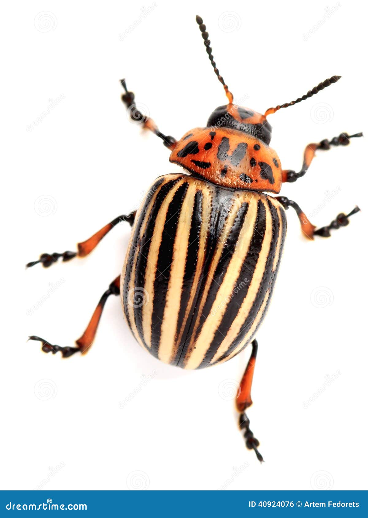 Colorado beetle stock photo. Image of farming, potato - 40924076