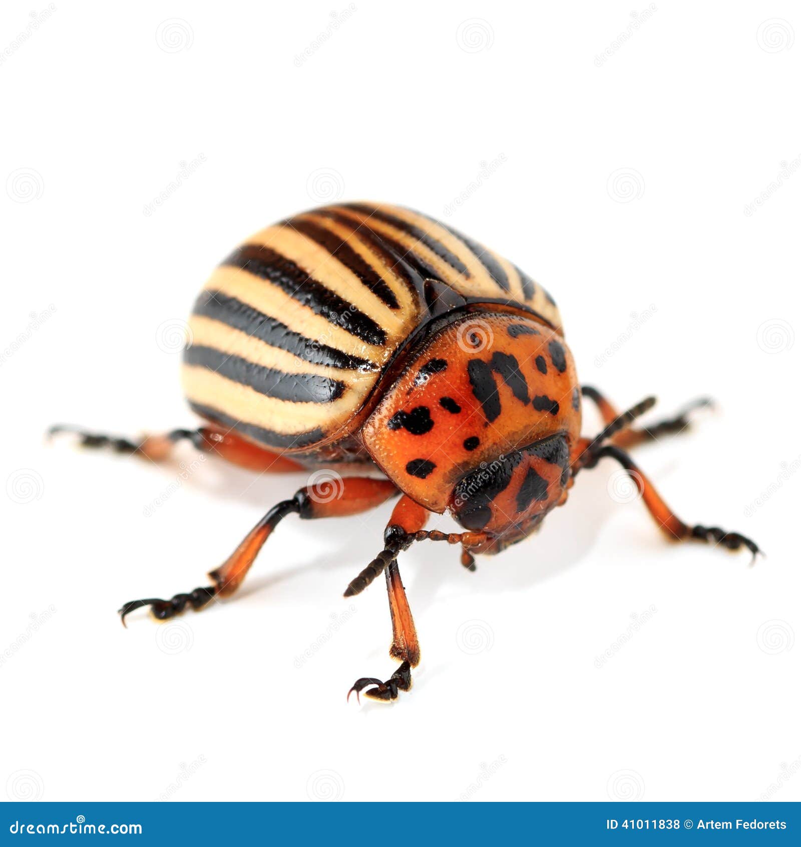 Colorado beetle stock photo. Image of colorado, beetle - 41011838