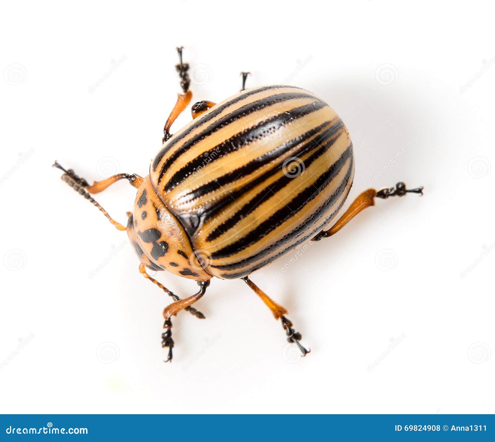 Colorado Beetle And Larva On Potato Leaves Royalty-Free Stock Photo ...
