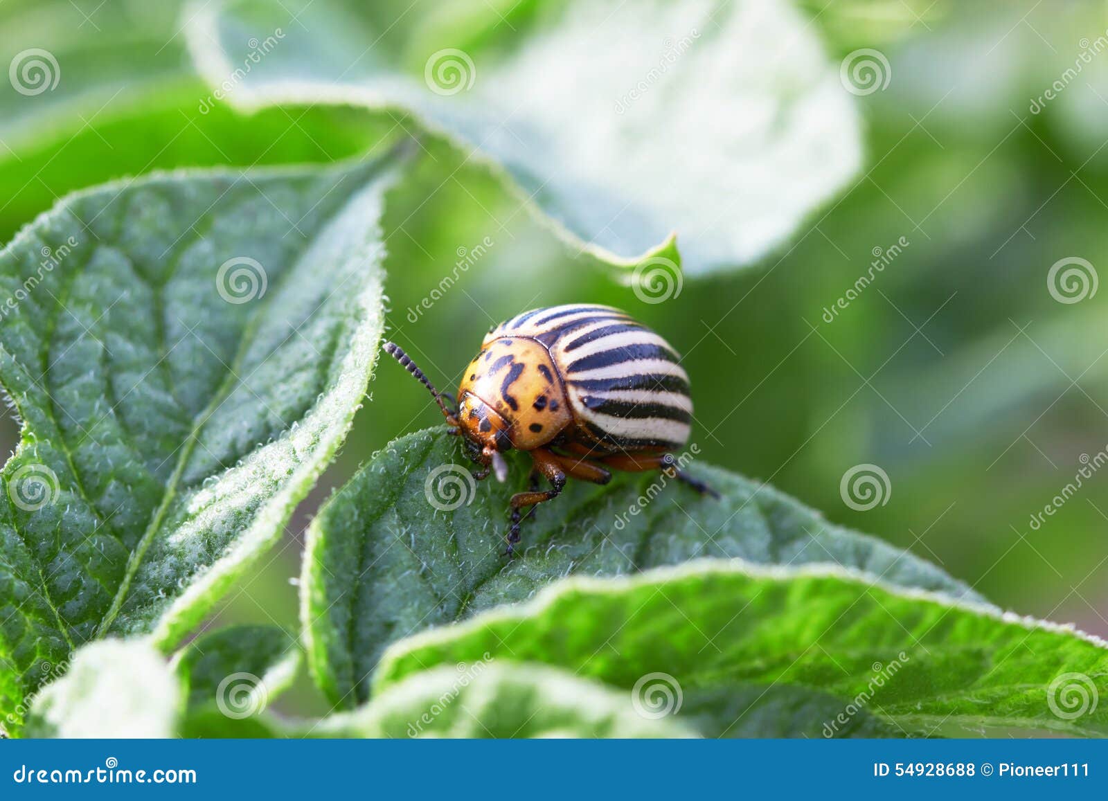 Colorado beetle stock photo. Image of field, enemy, orange - 54928688