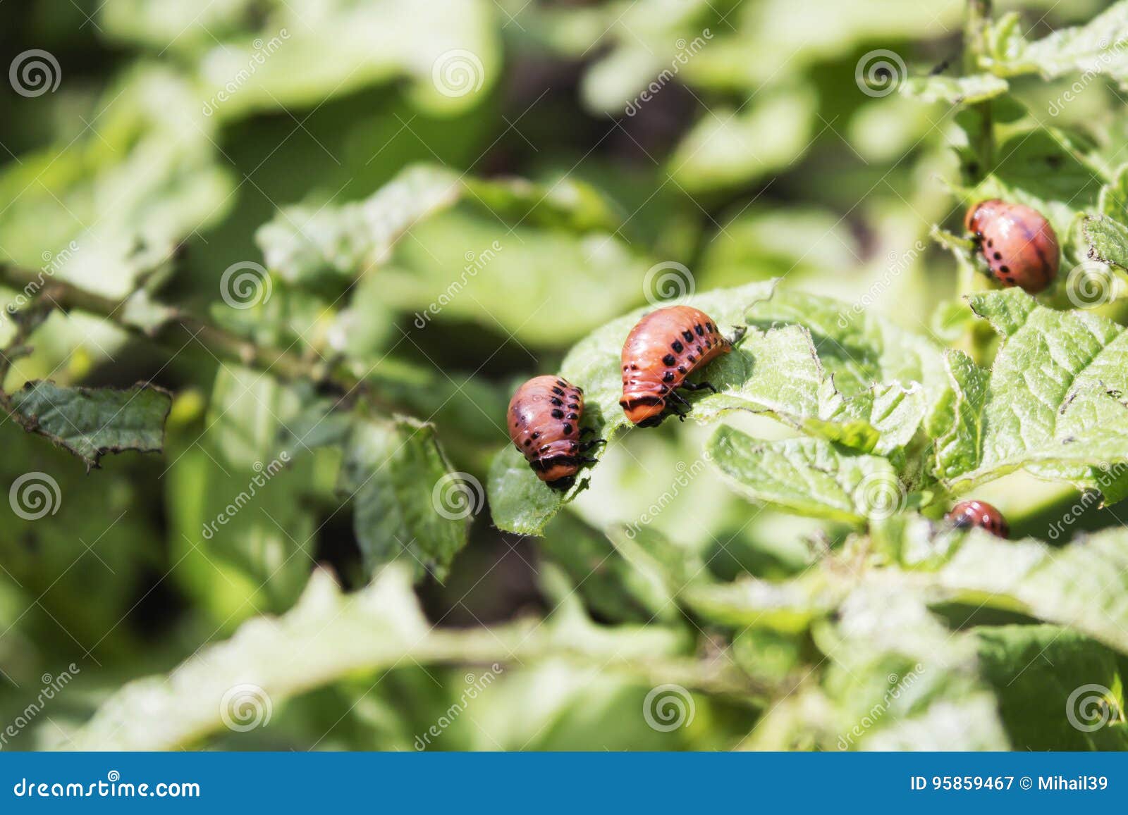 Beetle Potato Colorado Pest Parasite, Mating Mated Males And Females ...