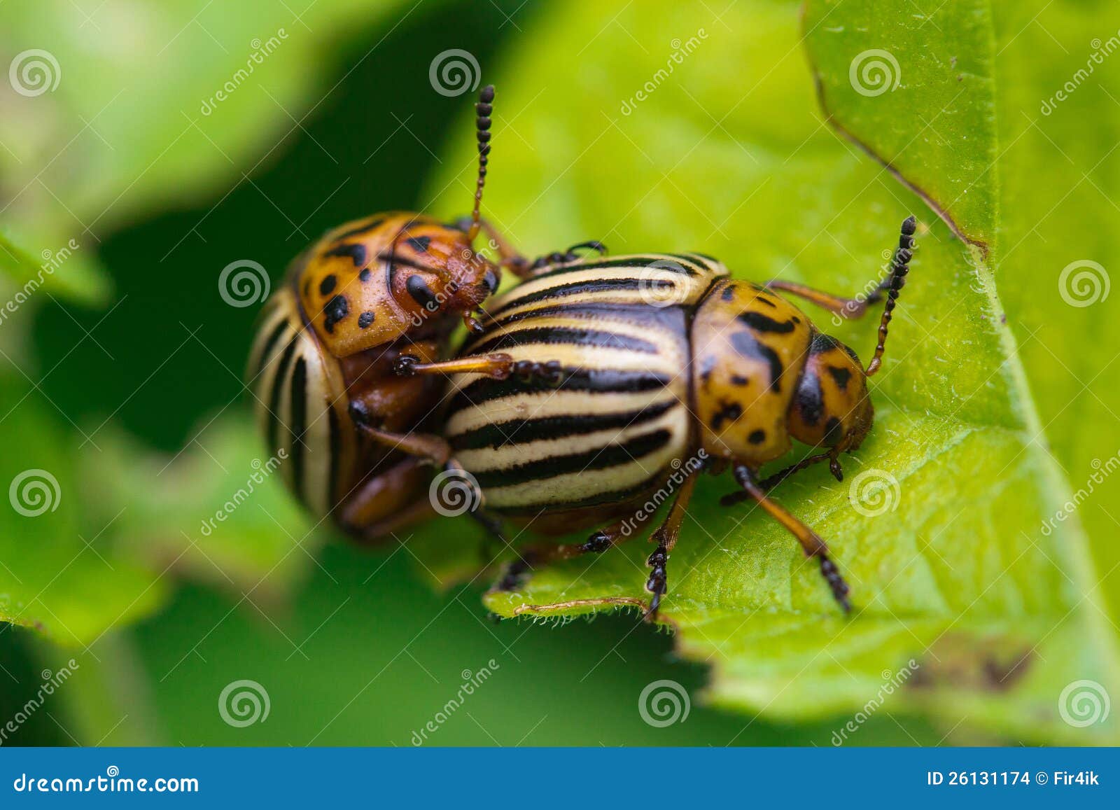 Colorado beetles stock photo. Image of malignant, agricultural - 26131174