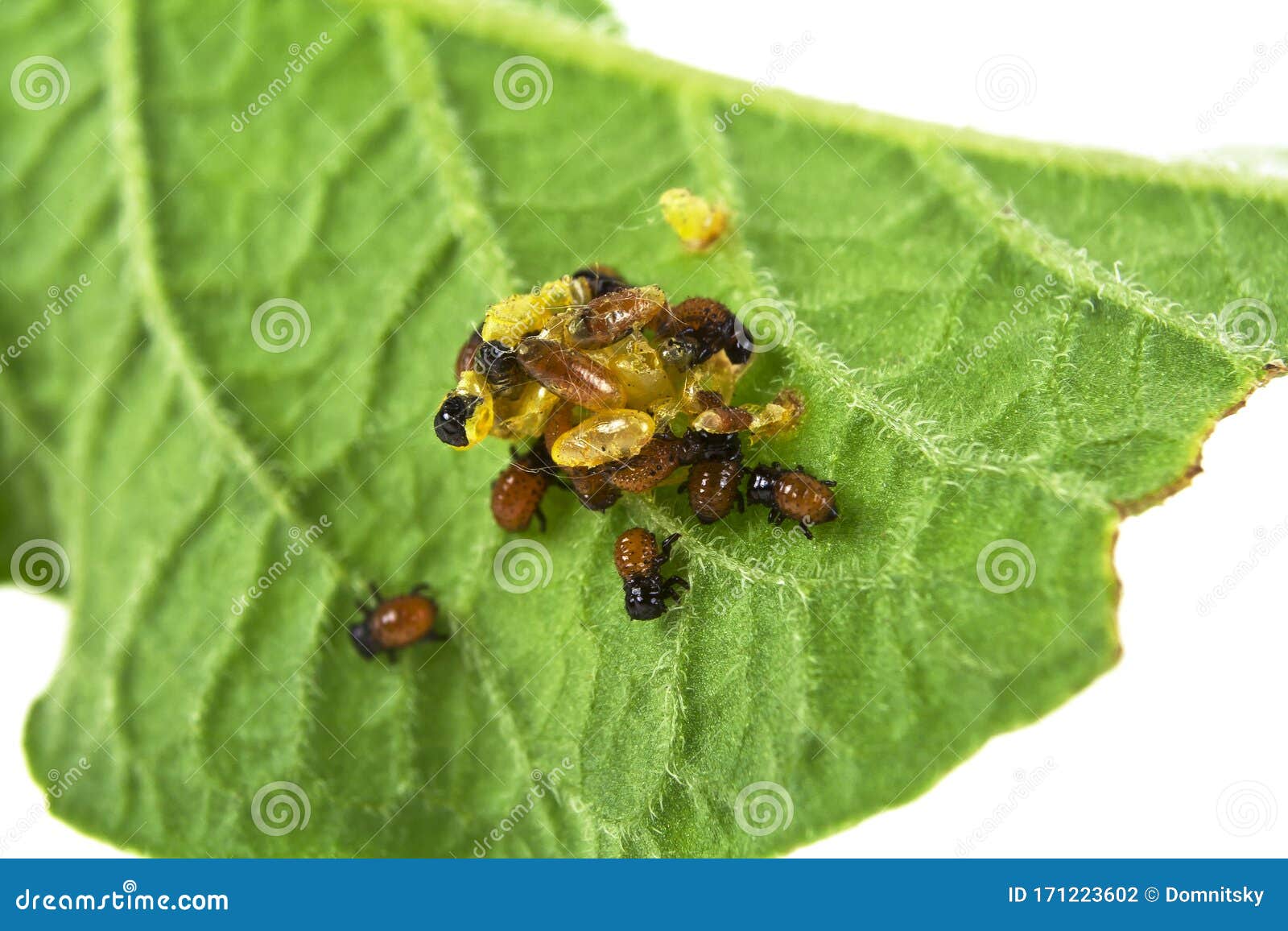 Beetles Larvae, Texture Background Of Beetles Larvae Stock Photography ...