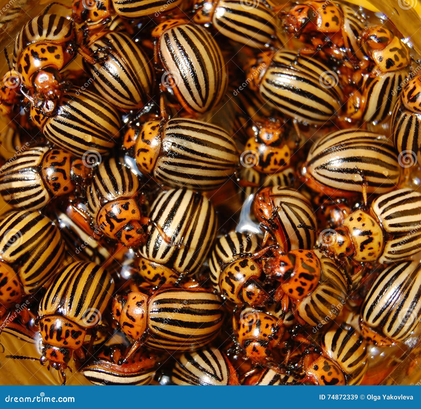 Colorado beetles stock image. Image of yellow, beetles - 74872339