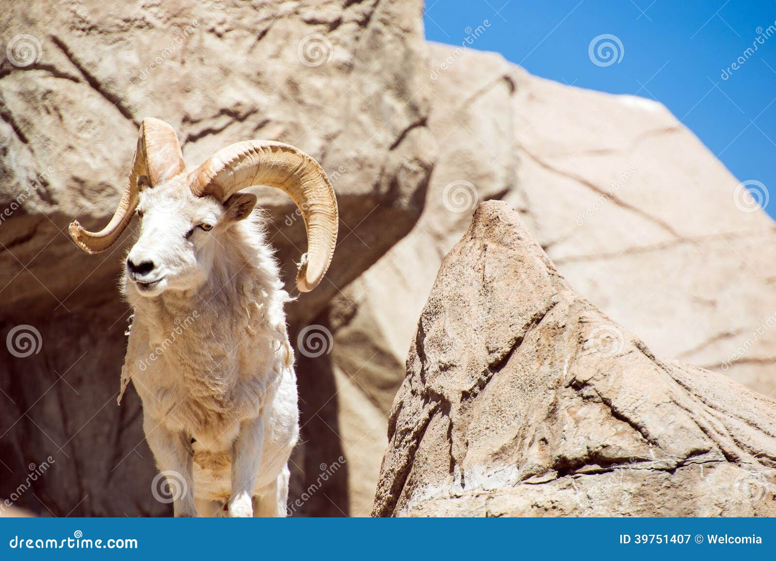 Colorado Bighorn Sheep stock image. Image of genus, colorado - 39751407