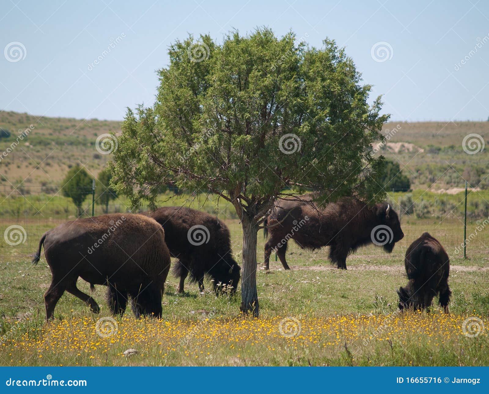 Colorado Bison stock photo. Image of american, colorado - 16655716
