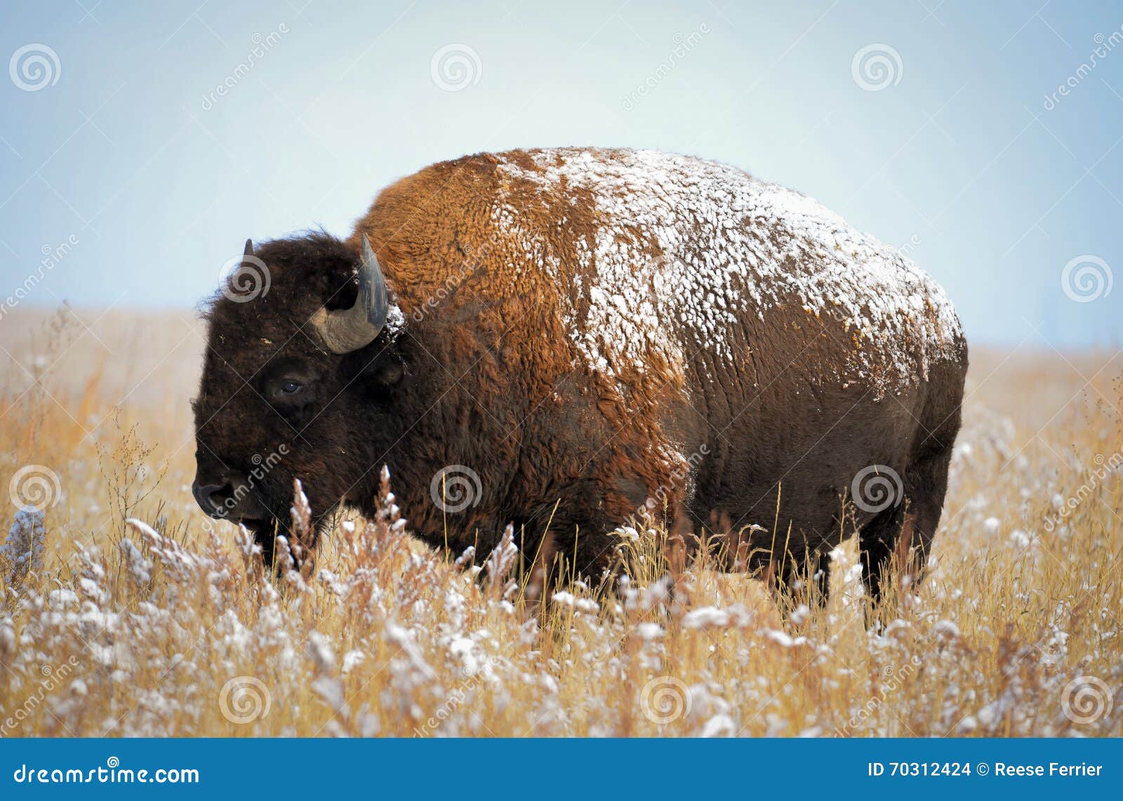 Colorado Bison stock photo. Image of horns, bison, grass - 70312424
