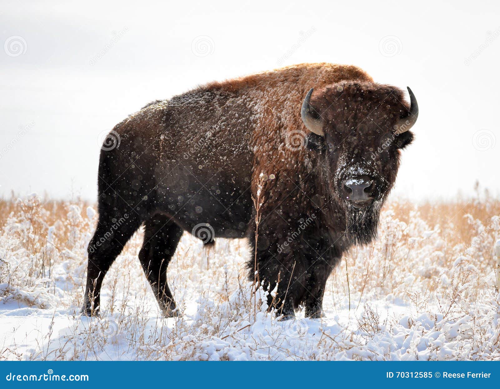 Colorado Bison stock image. Image of tail, colorado, snow - 70312585