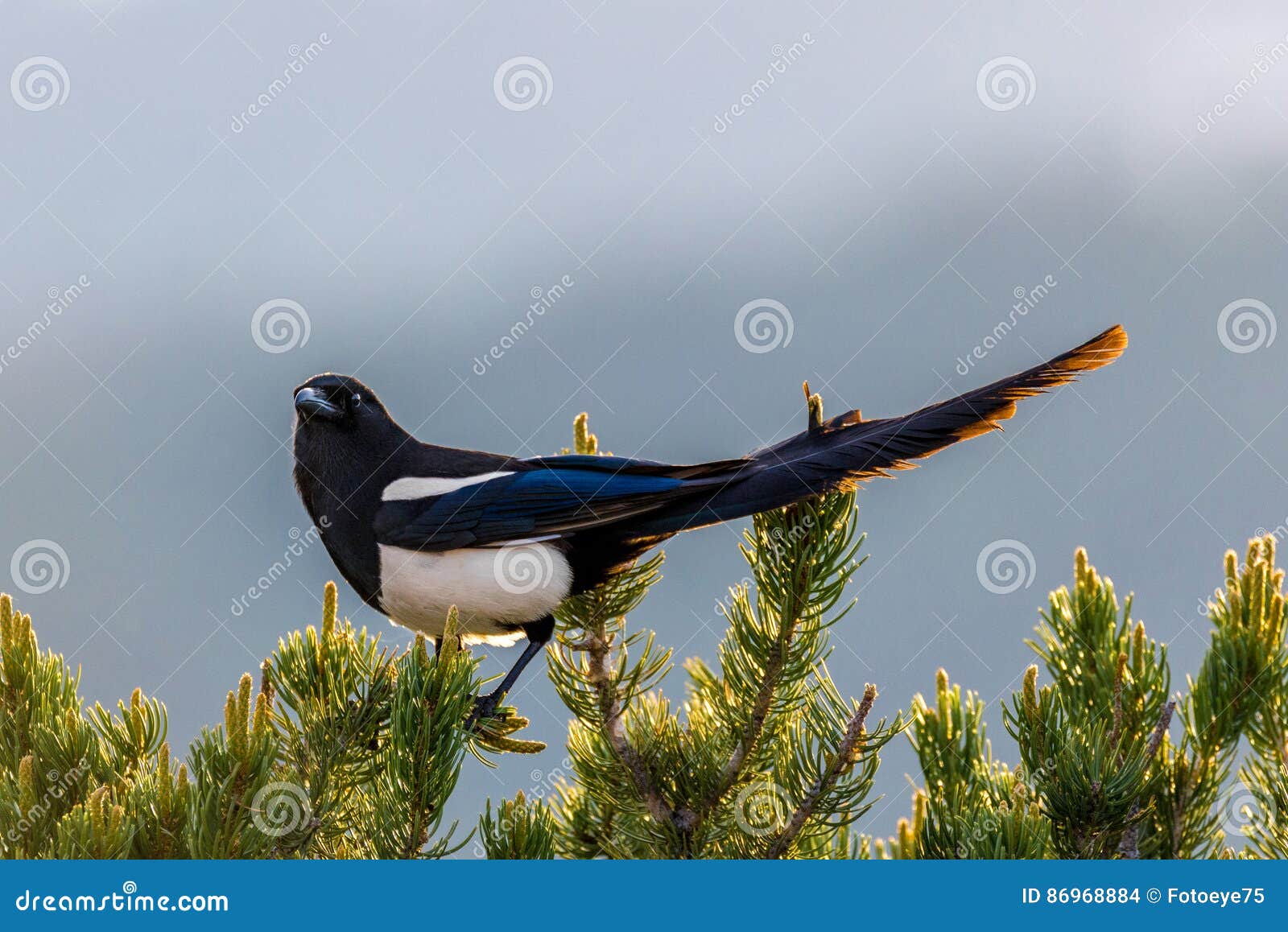 Colorado Black Billed Magpie Stock Photo - Image of animals, seasons ...