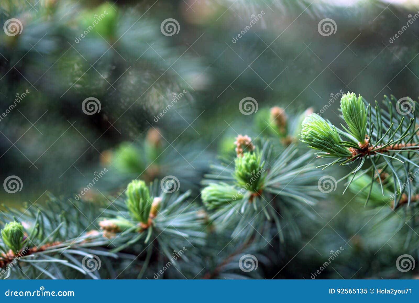 Colorado Blue Spruce Picea Pungens Glauca Procumbens With Blue Needles ...