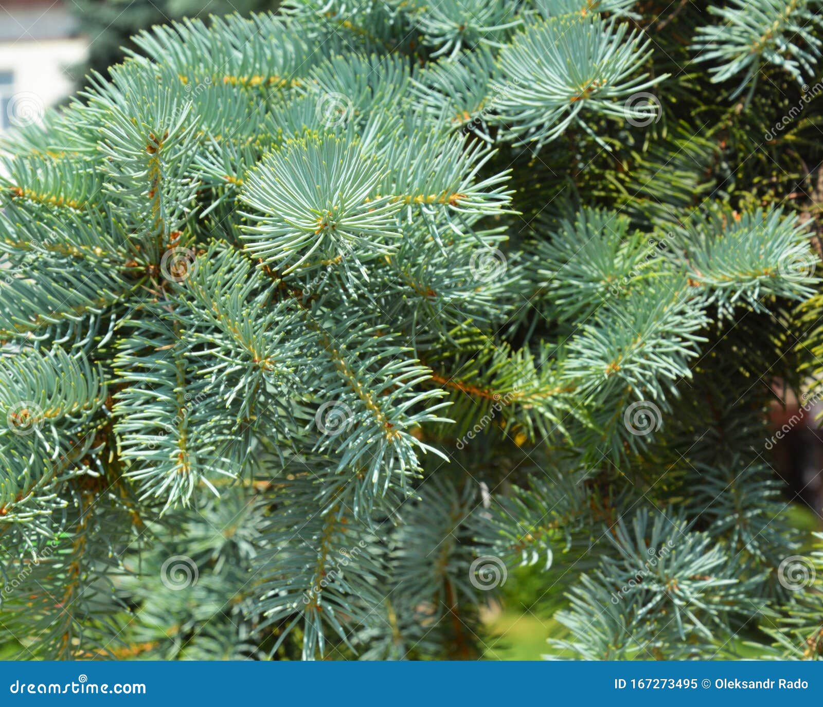 Colorado Blue Spruce Tree Branches. Blue Spruce Tree Stock Image ...