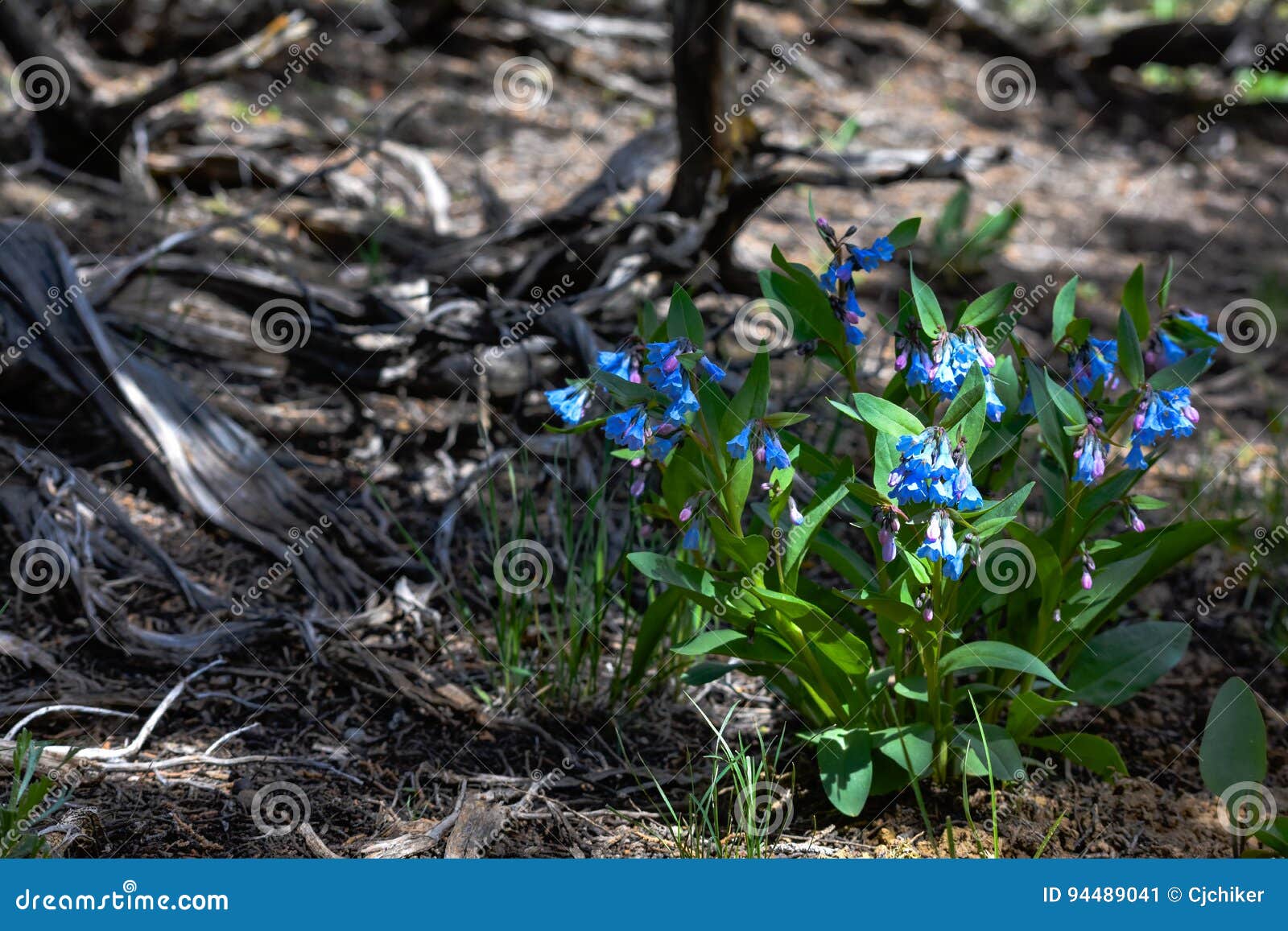 Colorado Bluebells Stock Photos - Free & Royalty-Free Stock Photos from ...