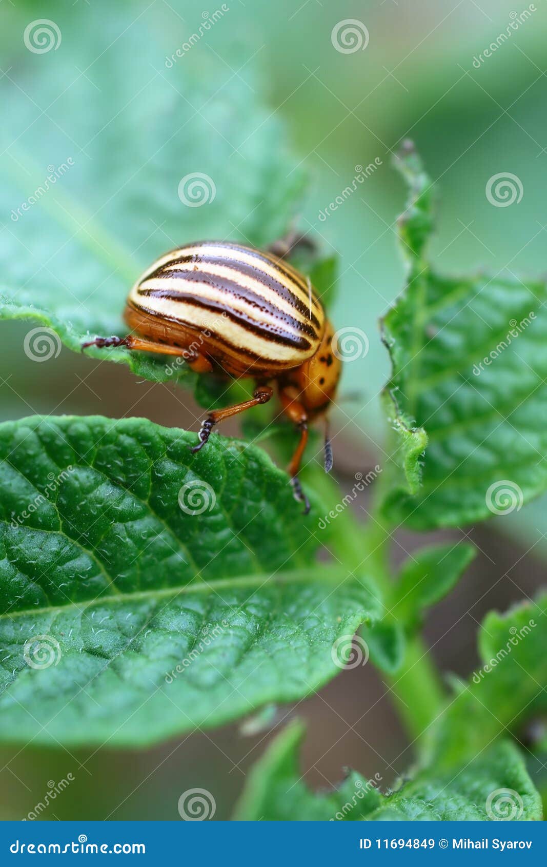 Colorado Bug stock image. Image of nature, animal, eating - 11694849