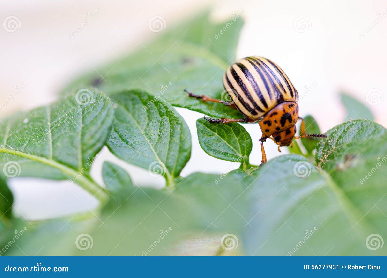 Colorado Bug. Macro Pest Potatoes Insect Stock Image - Image of season ...