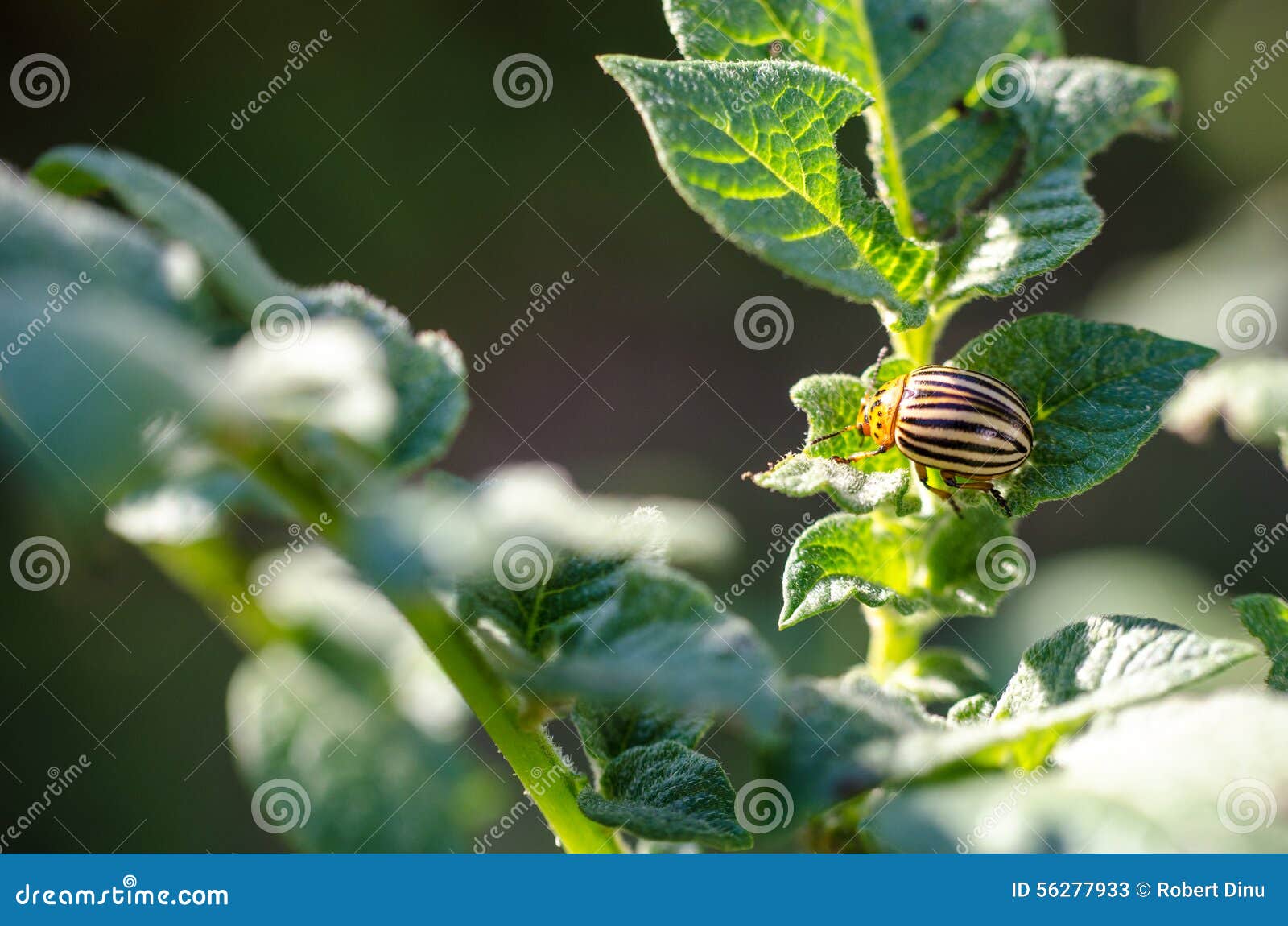 Colorado Bug. Macro Pest Potatoes Insect Stock Image - Image of plant ...