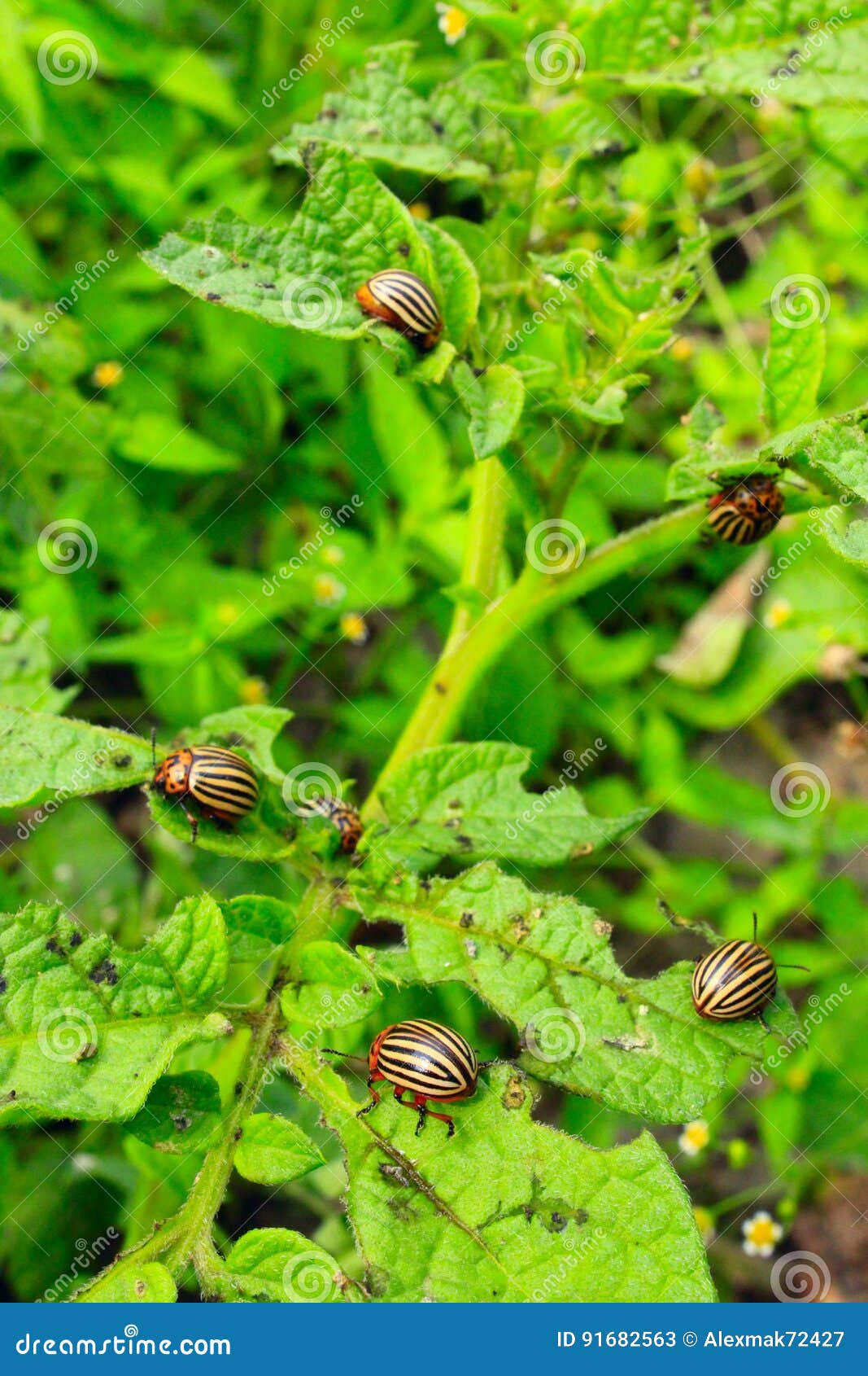 Colorado Bugs Gobble Up the Leaves of Potatoes Stock Image - Image of ...