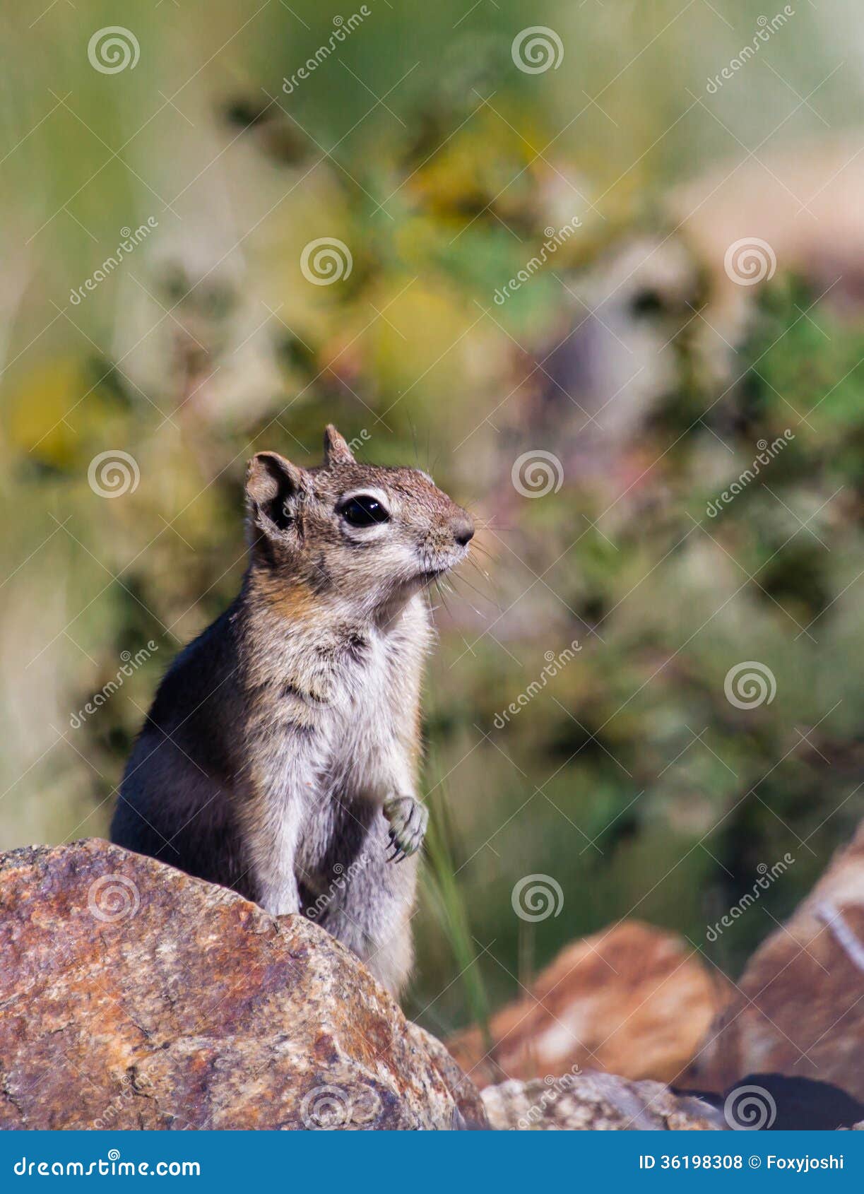 Colorado Chipmunk stock photo. Image of city, chipmunk - 36198308