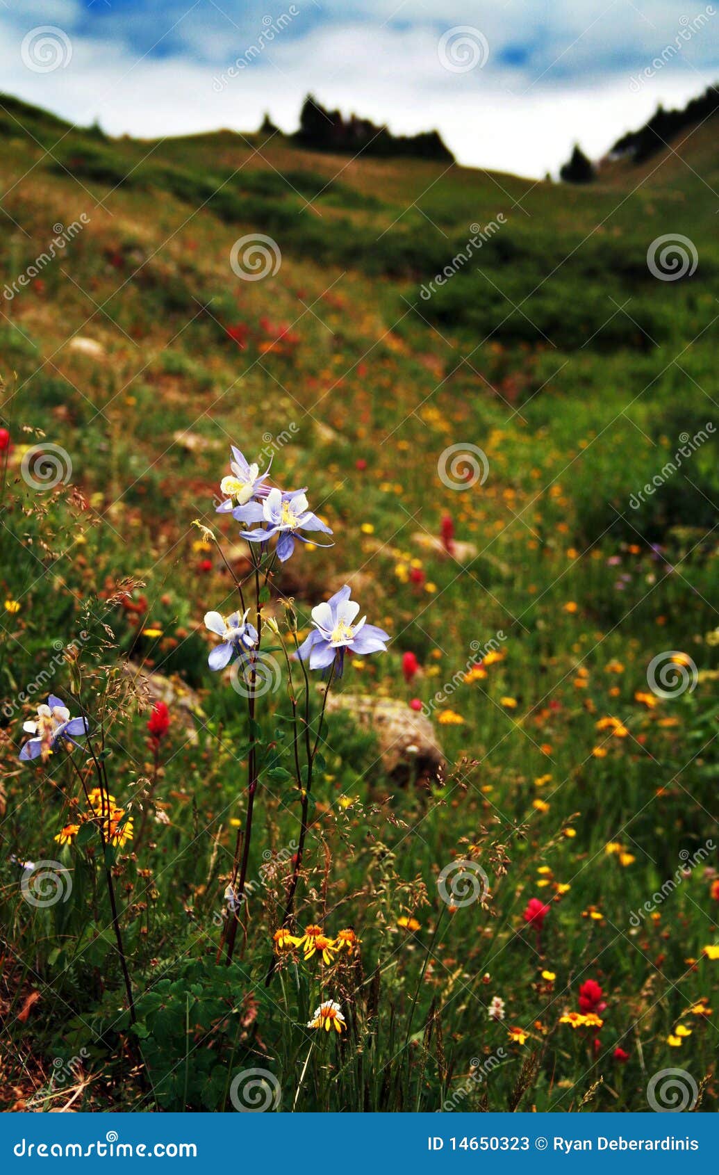 Colorado Columbines in Spring Stock Image - Image of wildflower ...