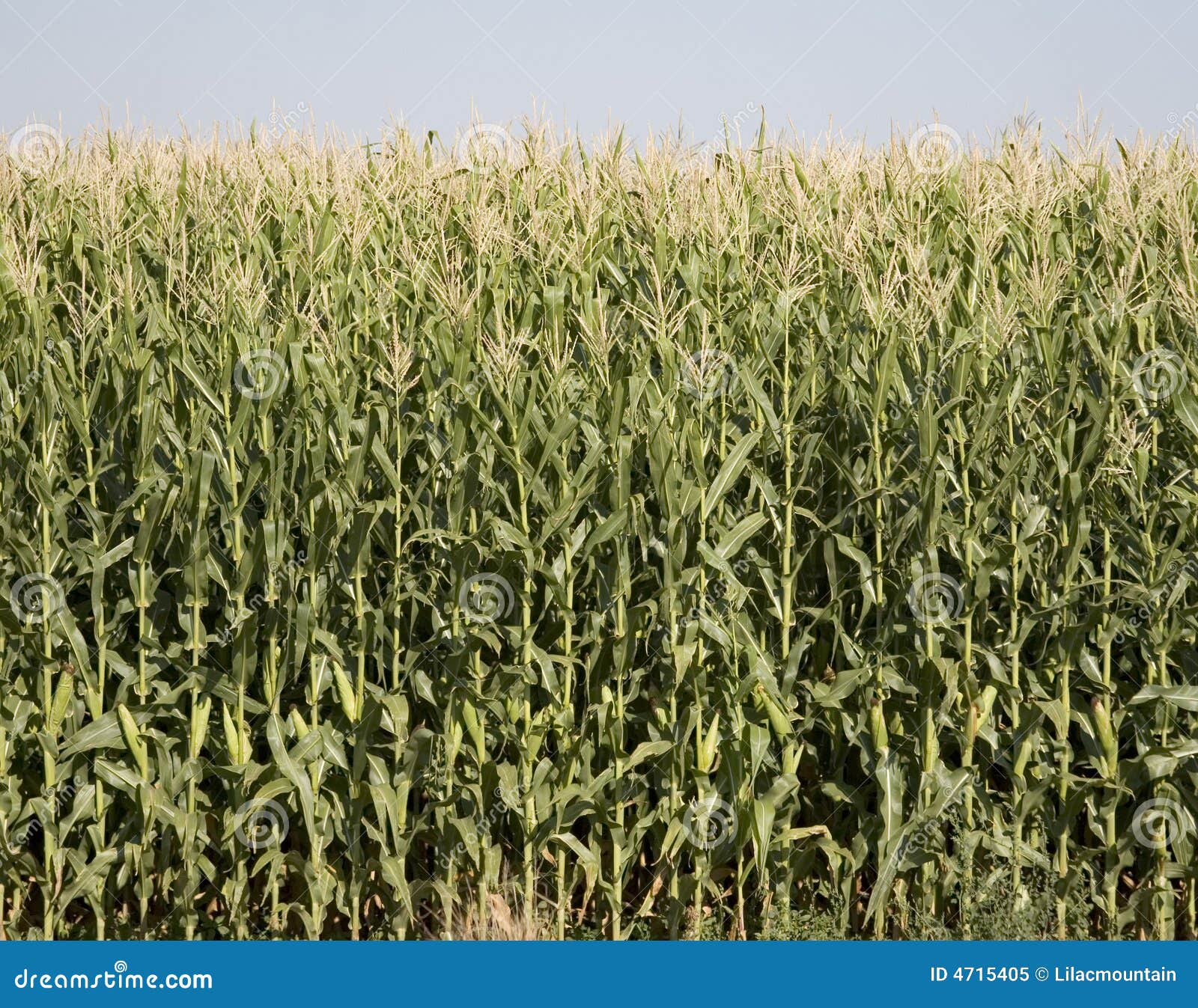 Colorado Corn Harvest stock image. Image of colorado, spring - 4715405